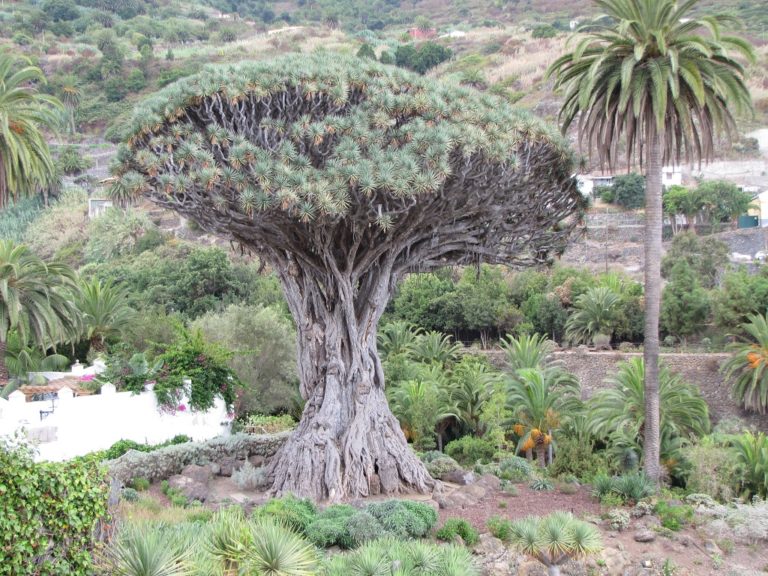 %d7%a2%d7%a5-%d7%94%d7%93%d7%a8%d7%a7%d7%95%d7%9f-%d7%91%d7%90%d7%99%d7 ...